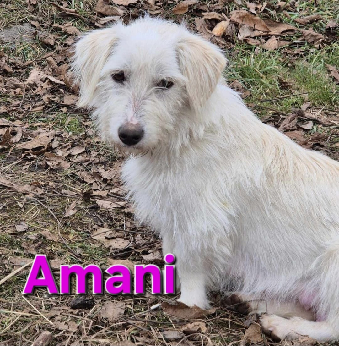 Amani – Anytime for Animals e.V.